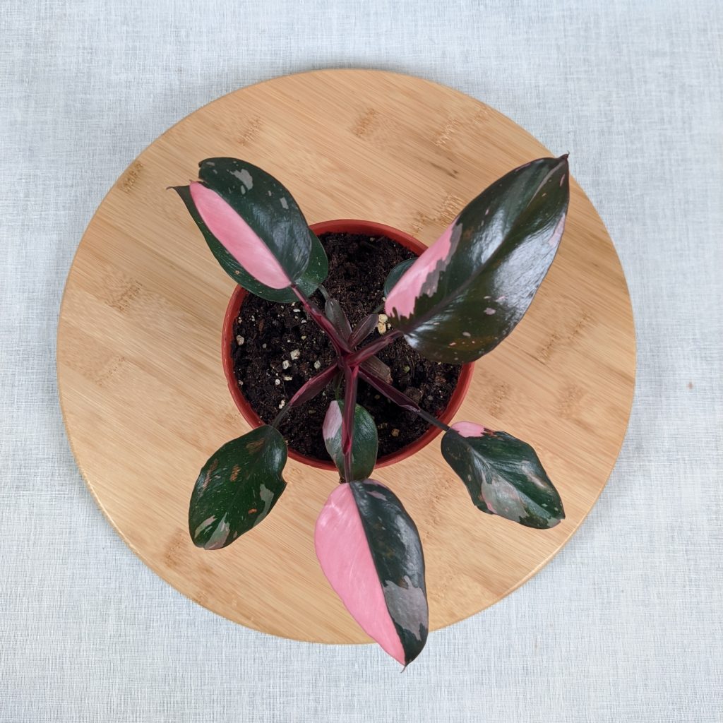 Aglaonema Pink Princess (İthal) - Sihirli Bahçem