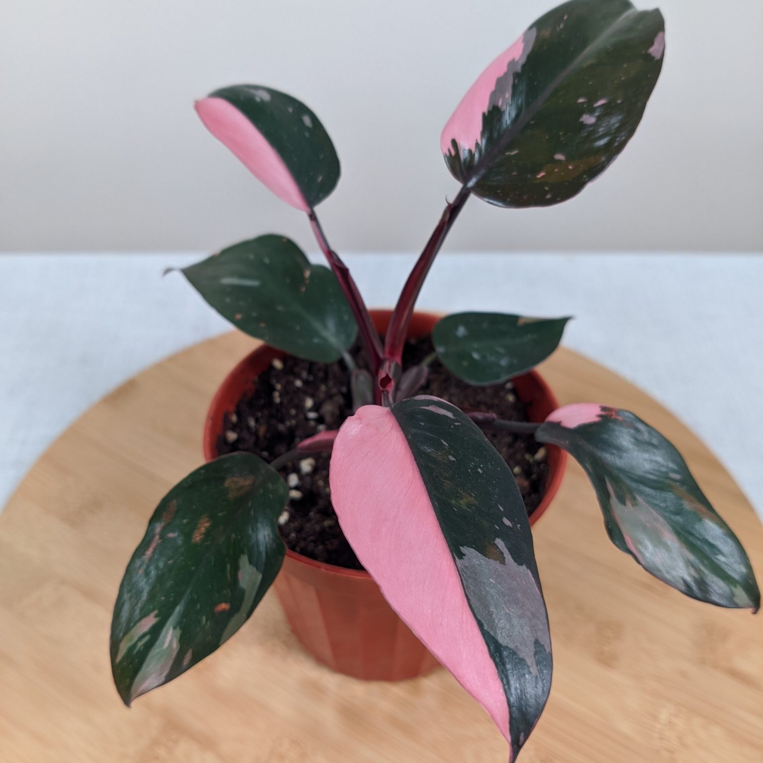 Aglaonema Pink Princess (İthal) - Sihirli Bahçem
