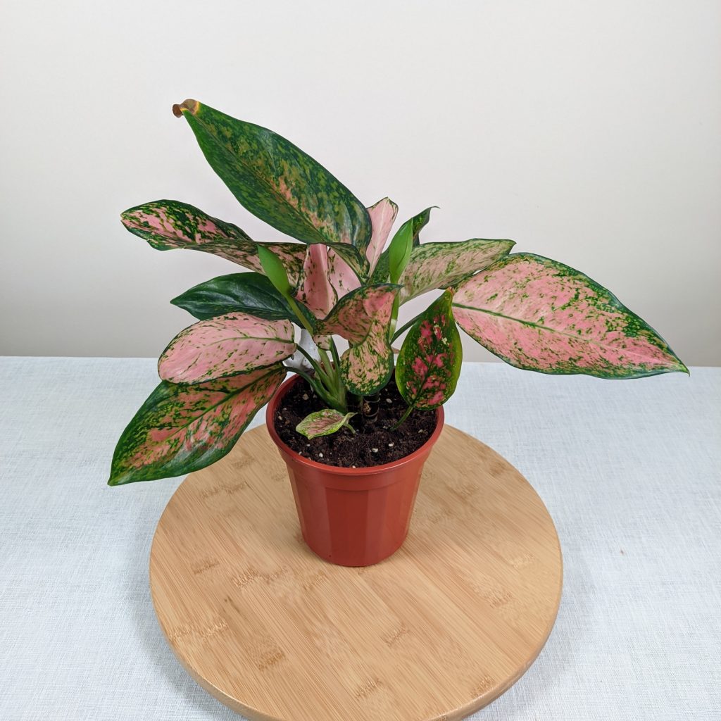 Aglaonema Pink Princess (İthal) – Sihirli Bahçem