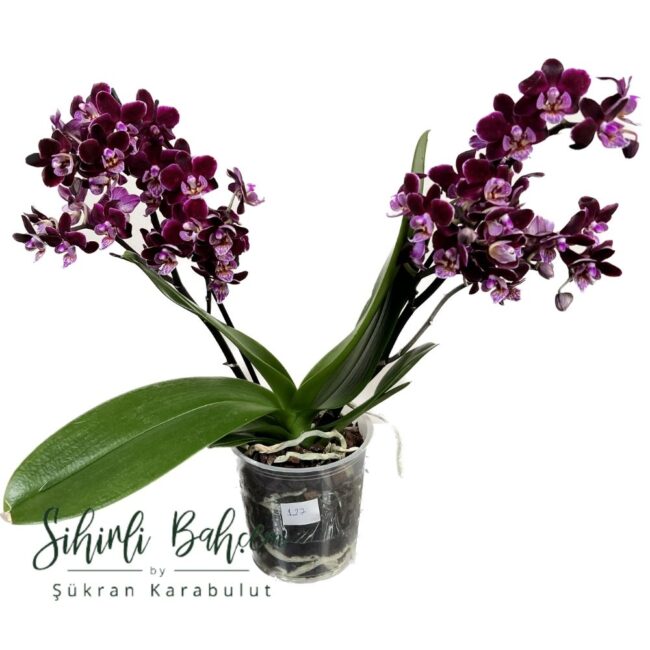 120- Phal. Bronze Maiden ”Nannii” X Schilerinna X Phal. ”Black” (İthal ...