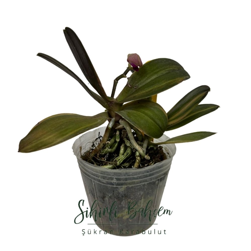 Phal. Purple Gem Es 3 (İthal)(Kokulu)(Mutasyon) – Sihirli Bahçem
